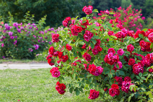 How to Choose Roses for Your Garden